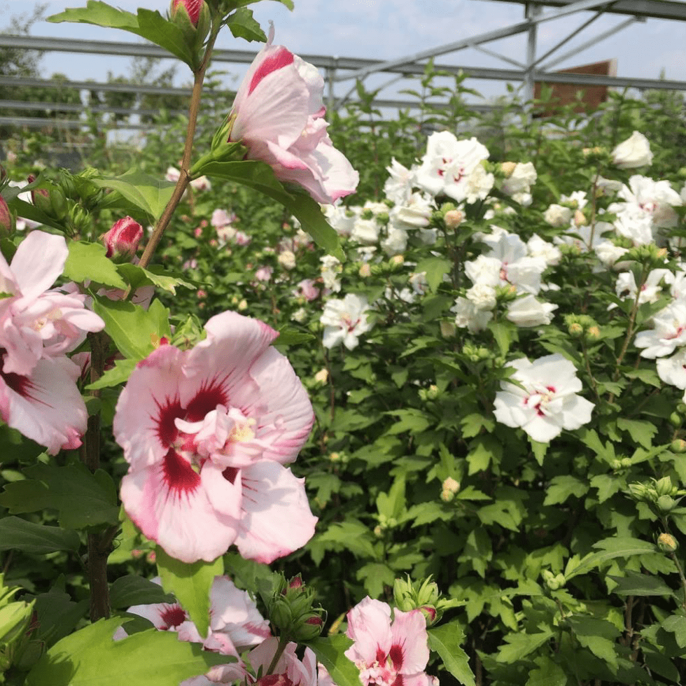 Plant Range - The Big Green Plant Centre